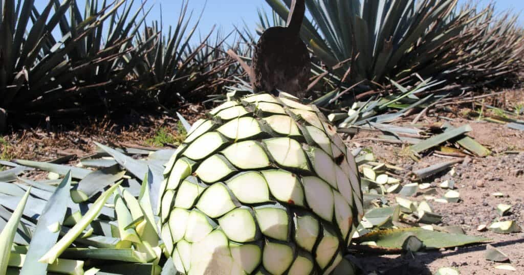 OUR TEQUILA PROCESS | El Mayor